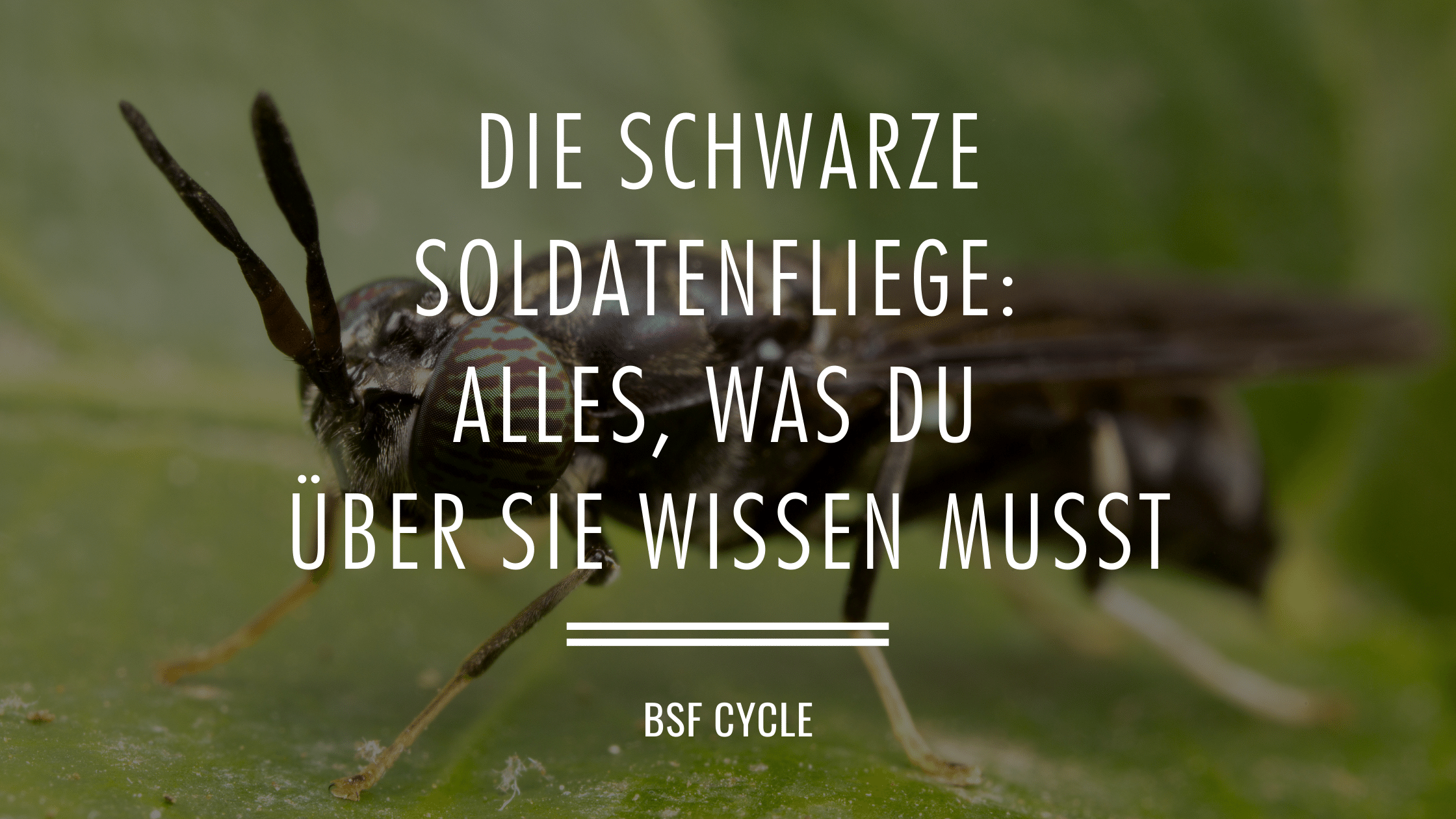 DIE SCHWARZE SOLDATENFLIEGE (Black Soldier Fly): ALLES, WAS DU ÜBER SI ...